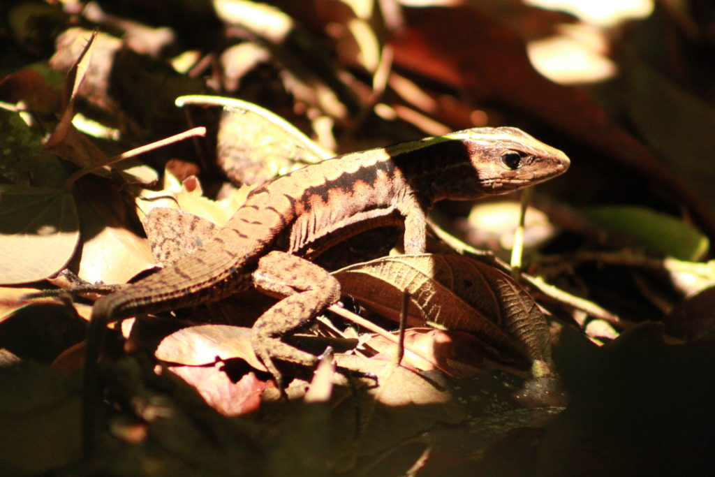 Two New Conservation Concessions in Peru Increase Protected Area ...