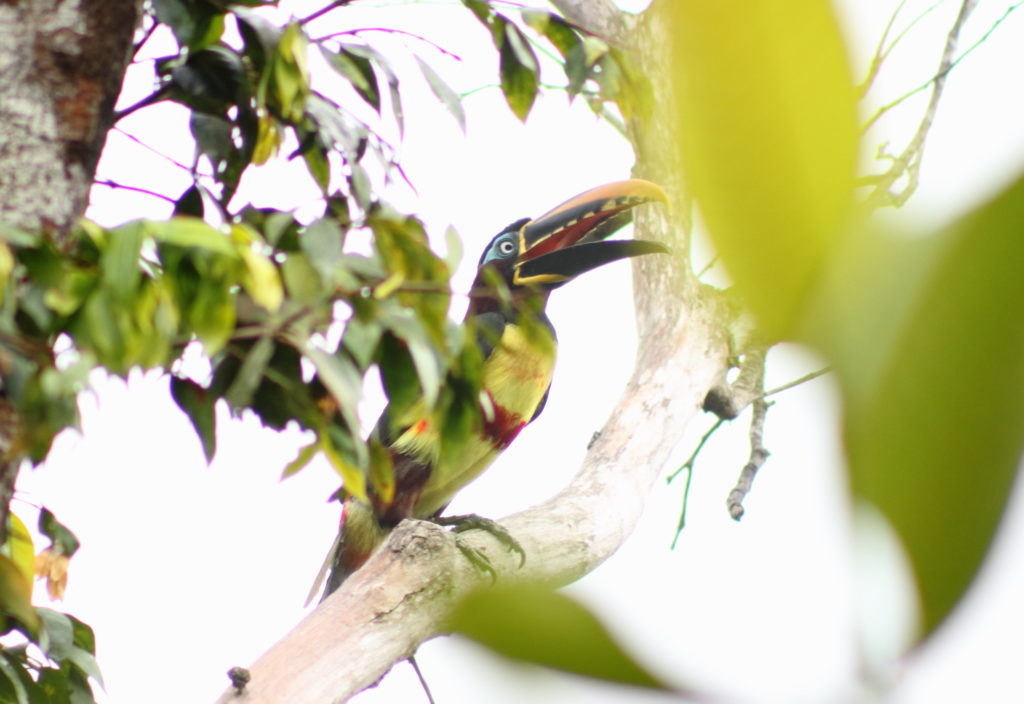 Two New Conservation Concessions in Peru Increase Protected Area ...