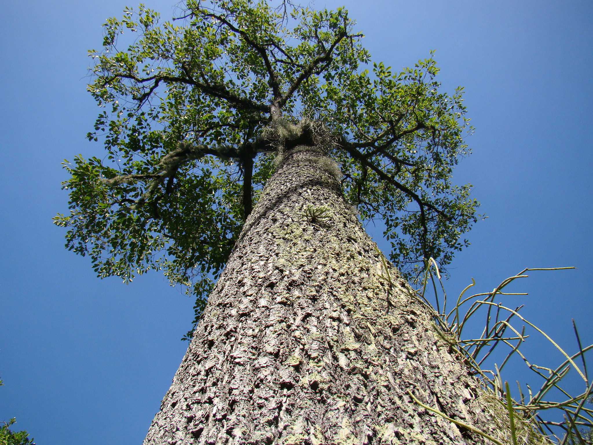 Bosque de Porvenir Municipal Conservation Area Protects 78,726 Acres In ...