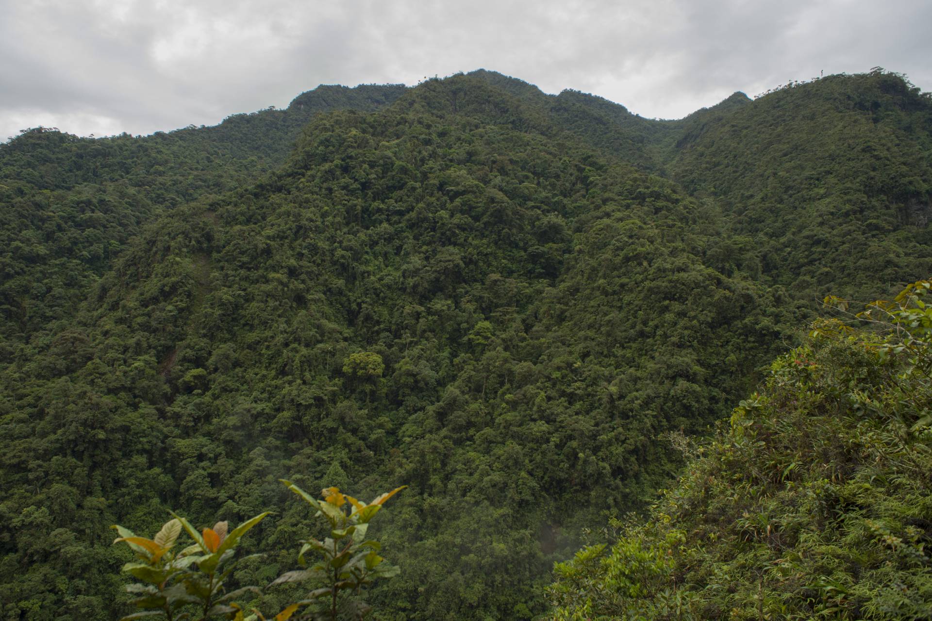 A New Conservation Area in Ecuador Contributes to the Sangay-Podocarpus ...