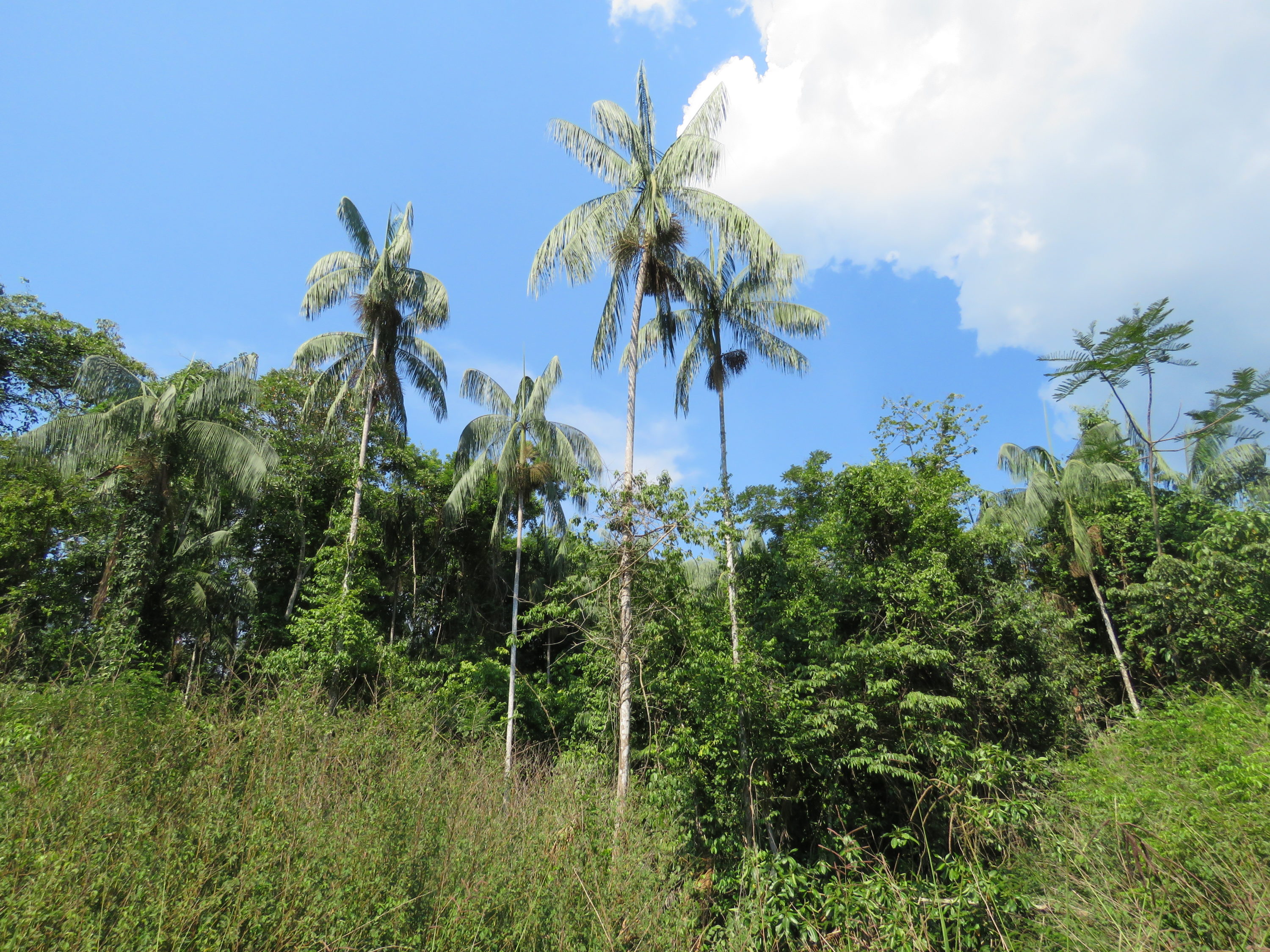 Two New Protected Areas Add 2.8 Million Acres to a Key Biological ...