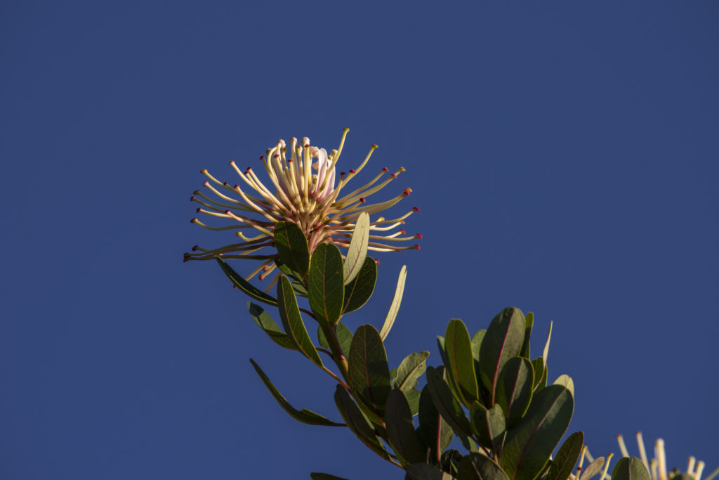 New Regional Conservation Area Protects the Largest Extension of Páramo ...