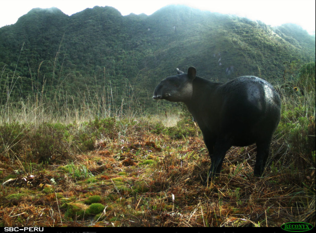 New Regional Conservation Area Protects the Largest Extension of Páramo ...