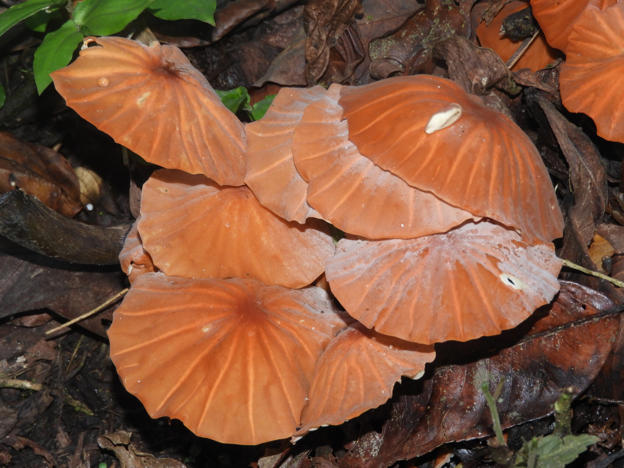 Conservation Area Protects Rare and Endemic Species in Peru - Andes ...