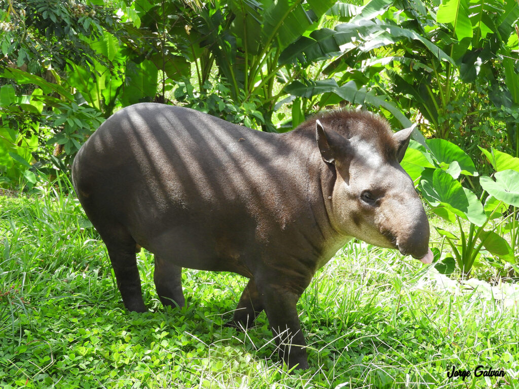 Conservation Area Protects Rare and Endemic Species in Peru - Andes ...