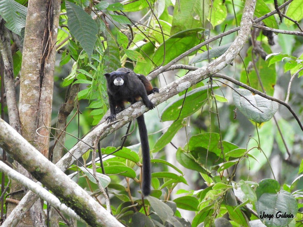 Conservation Area Protects Rare and Endemic Species in Peru - Andes ...