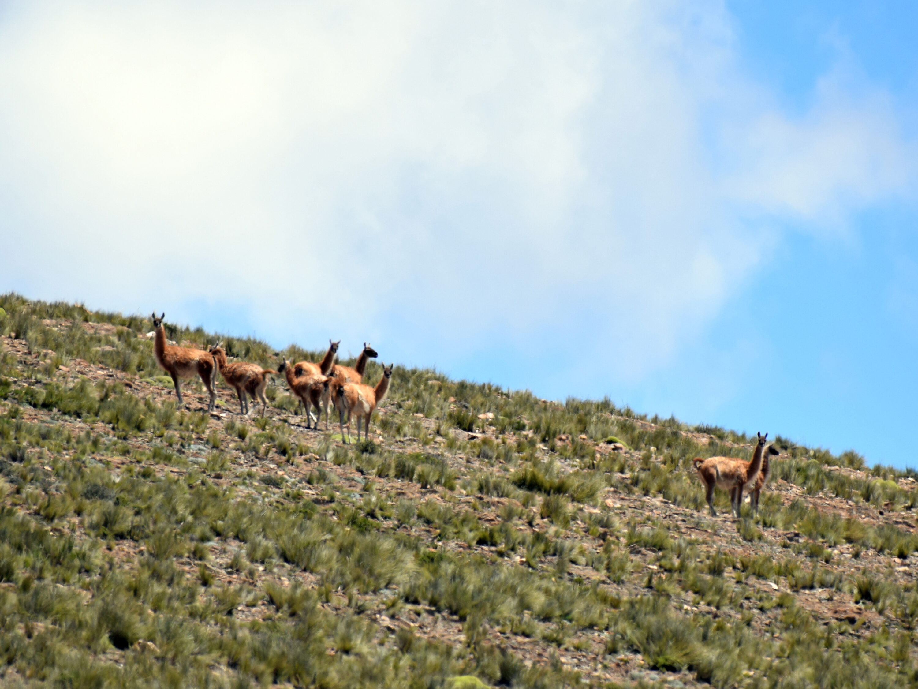 Two Protected Areas Created in Bolivia to Safeguard the Andean Guanaco ...