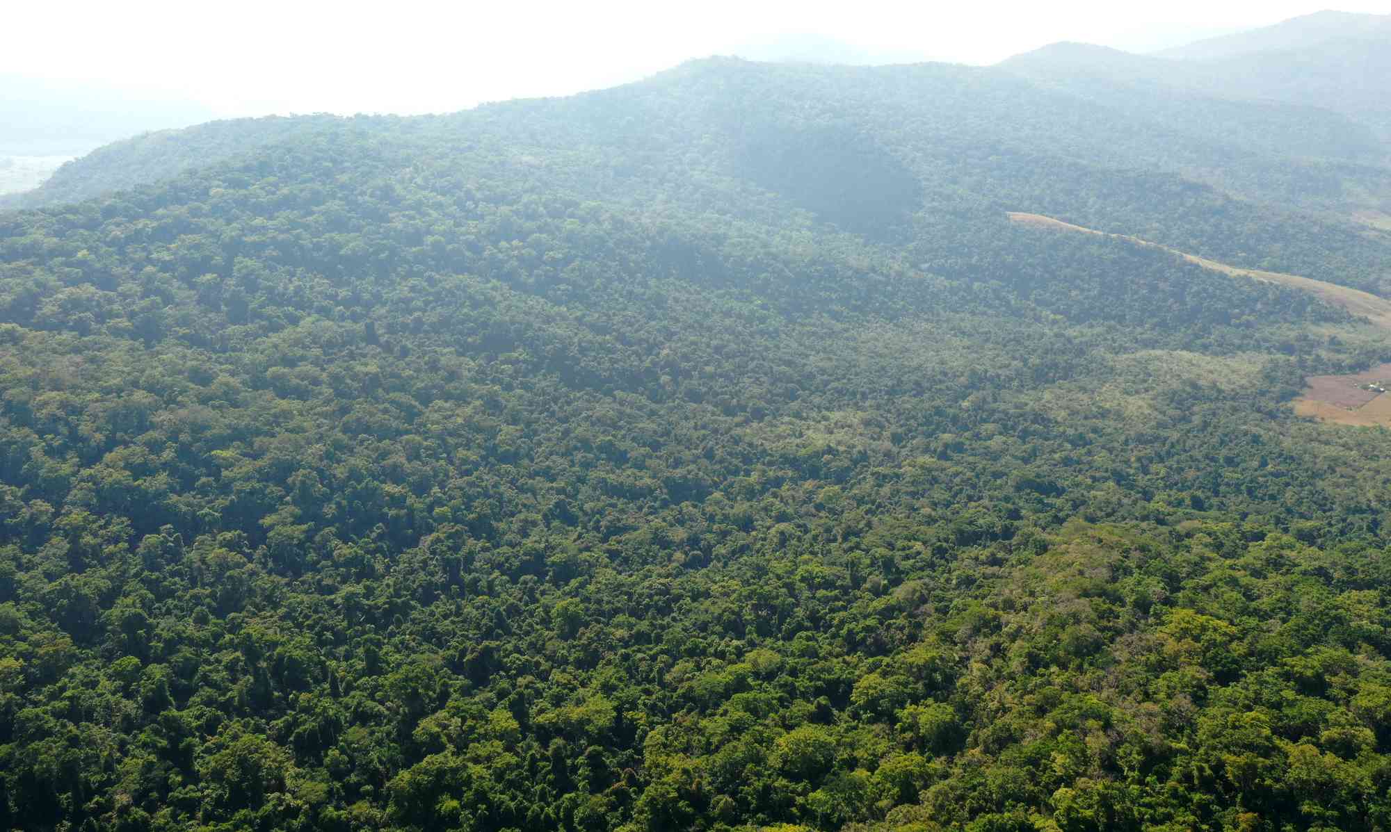 New Bosques del Futuro Conservation Concession is Peru's First to be ...