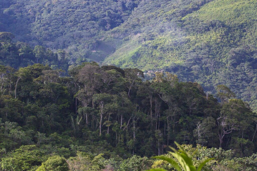 New Conservation Area Area in Bolivia Protects Humid Forests