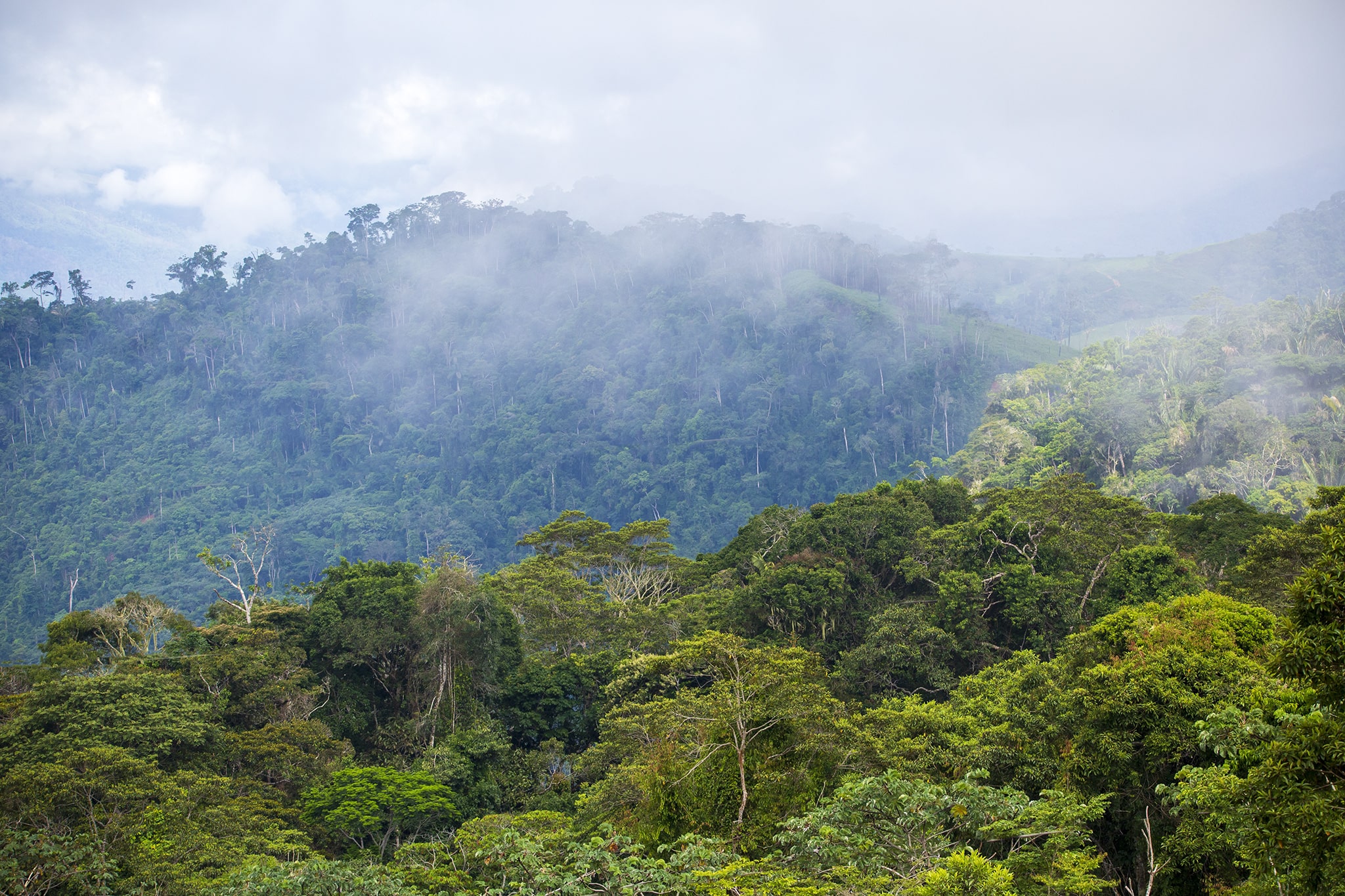 New Conservation Area Area in Bolivia Protects Humid Forests