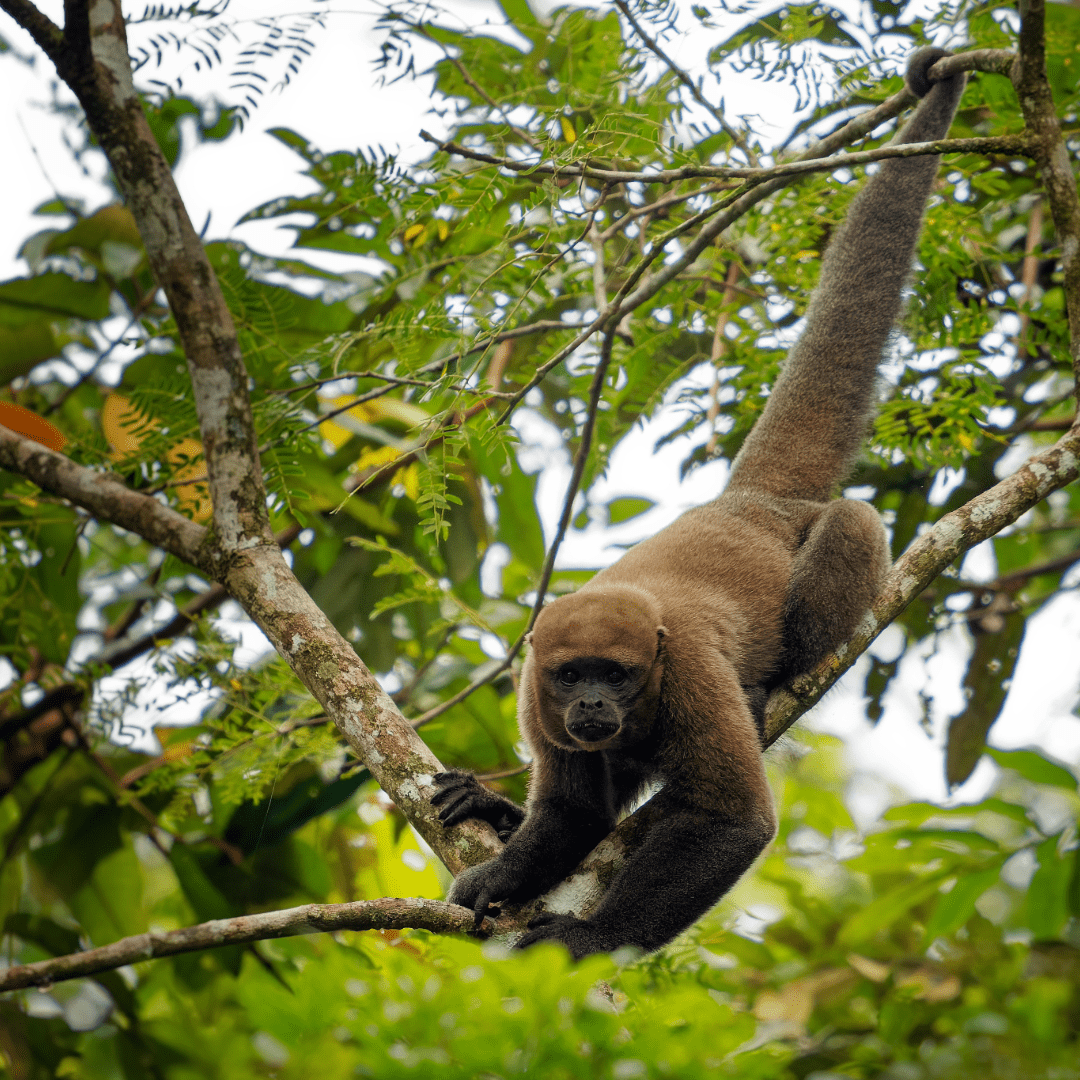 Sucúa Municipal Conservation Area Protects Ecuadorian Andes