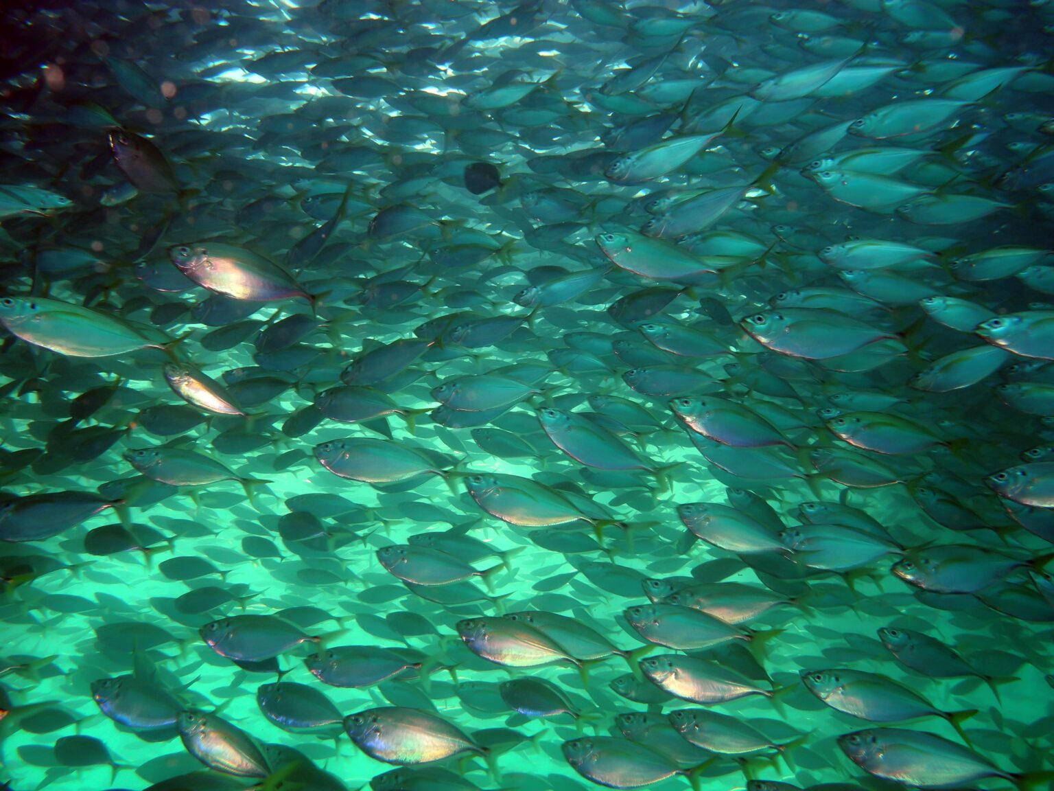 Peru Establishes Mar Tropical de Grau National Marine Reserve