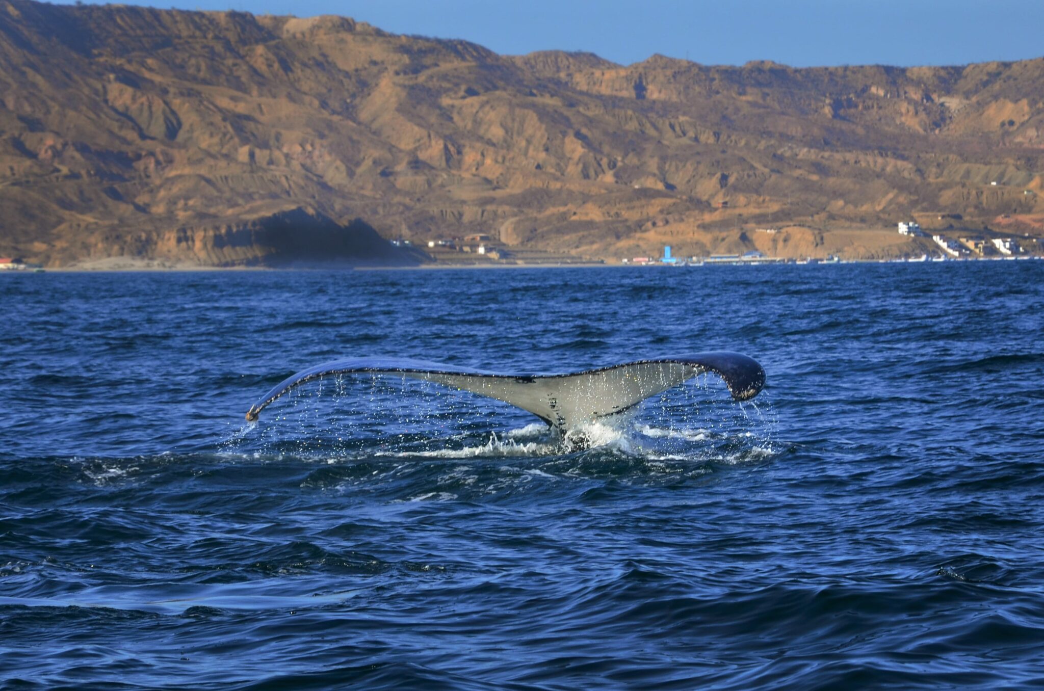 Peru Establishes Mar Tropical de Grau National Marine Reserve