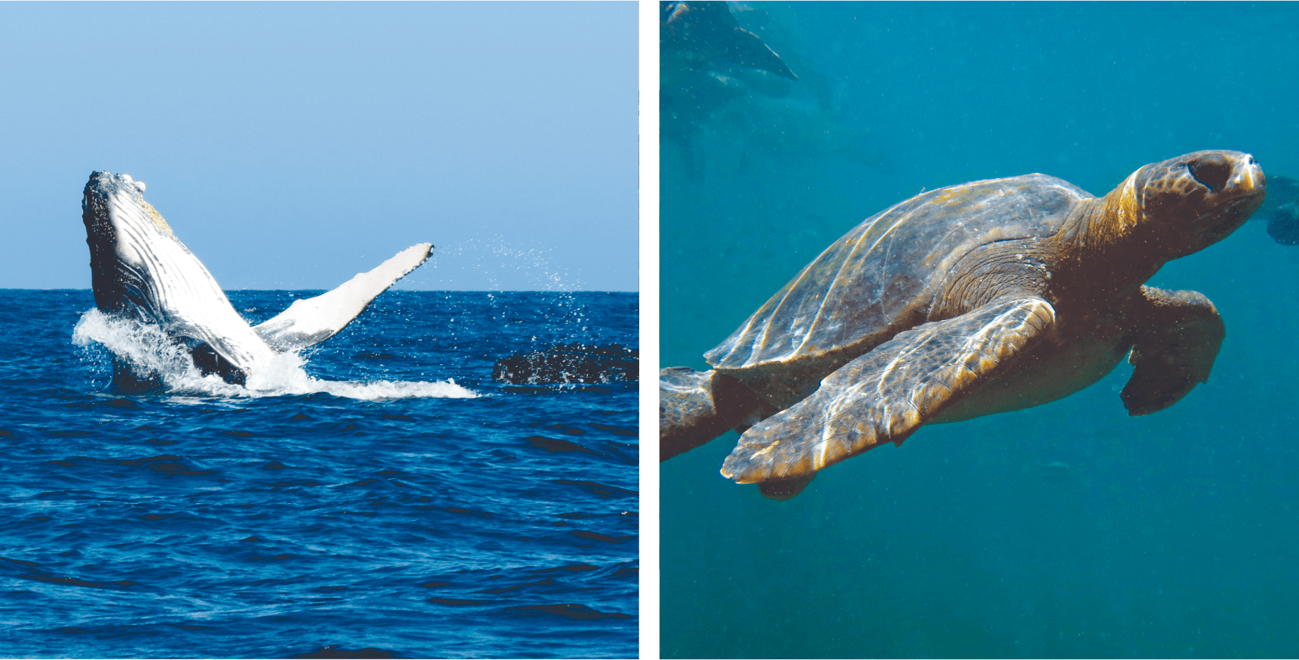 Peru Establishes Mar Tropical de Grau National Marine Reserve