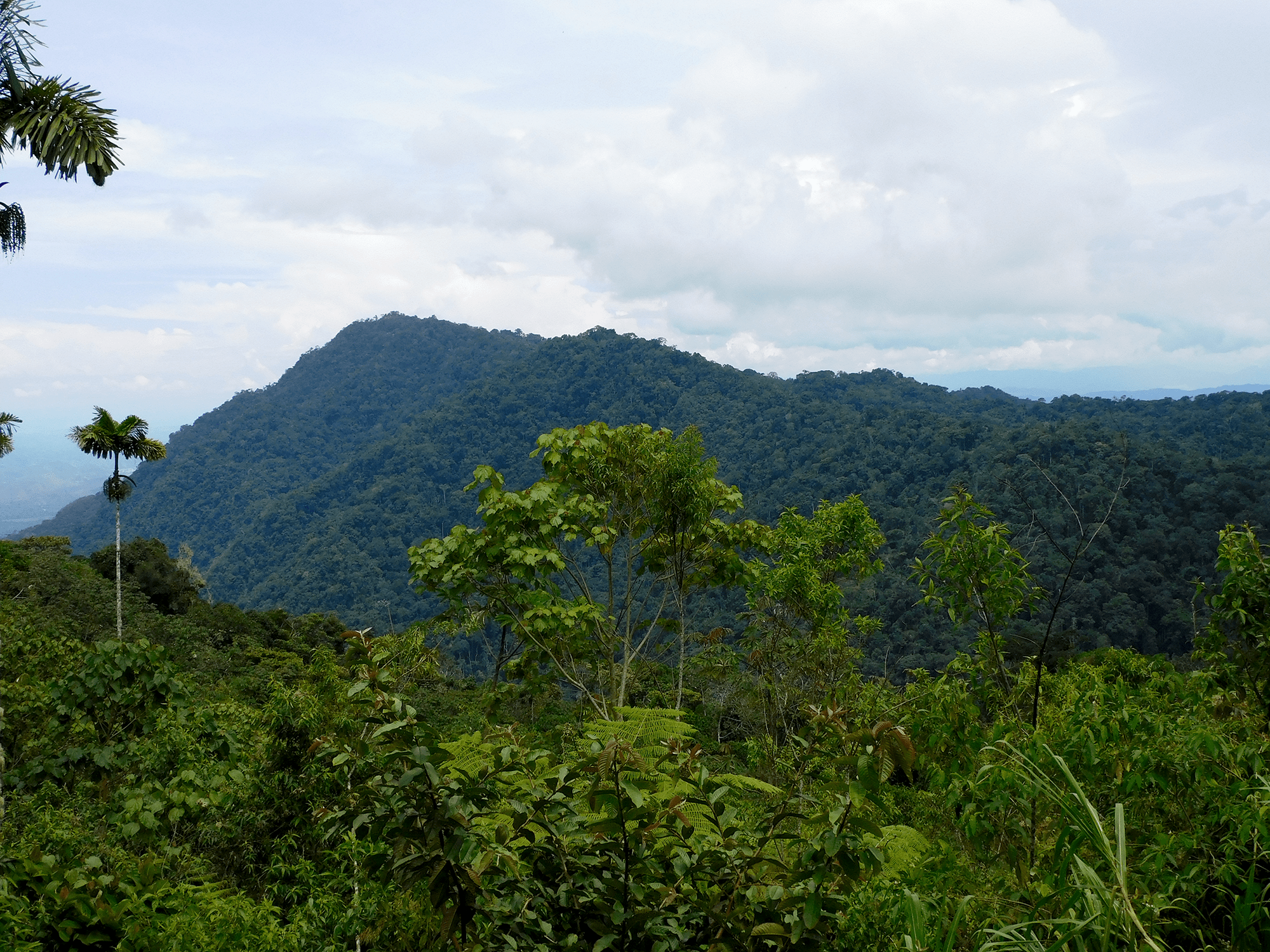 Bosques del Alto Saposoa, a New Conservation Concession in San Martín ...