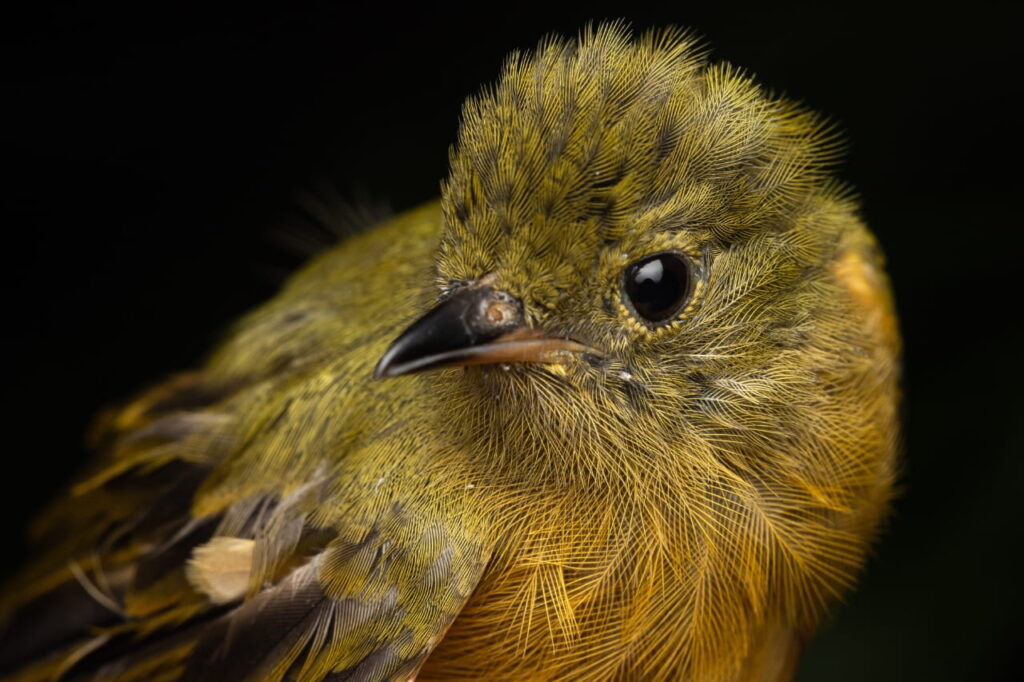 Over 240,000 Acres Conserved in the Peruvian Amazon After a Decade-long ...