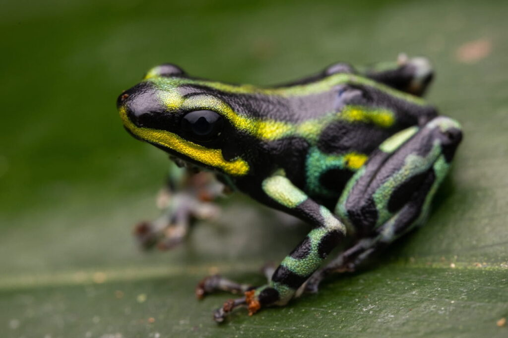 Over 240,000 Acres Conserved in the Peruvian Amazon After a Decade-long ...